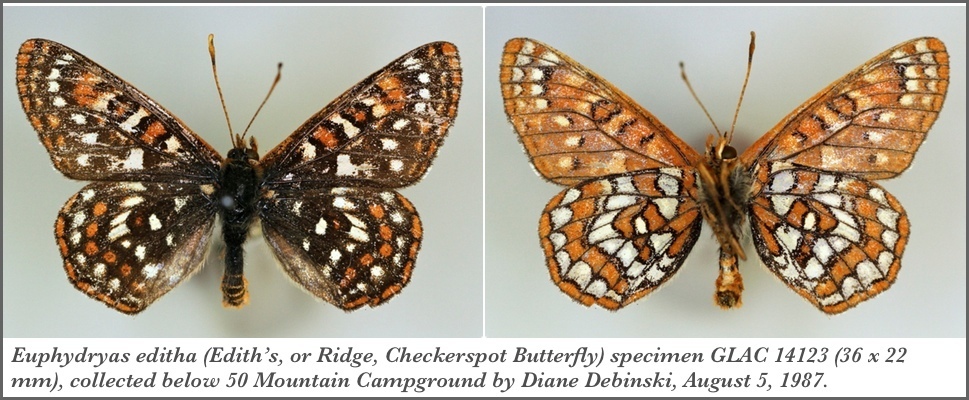 Edith's Checkerspot (Glacier National Park Butterflies and Moths ...