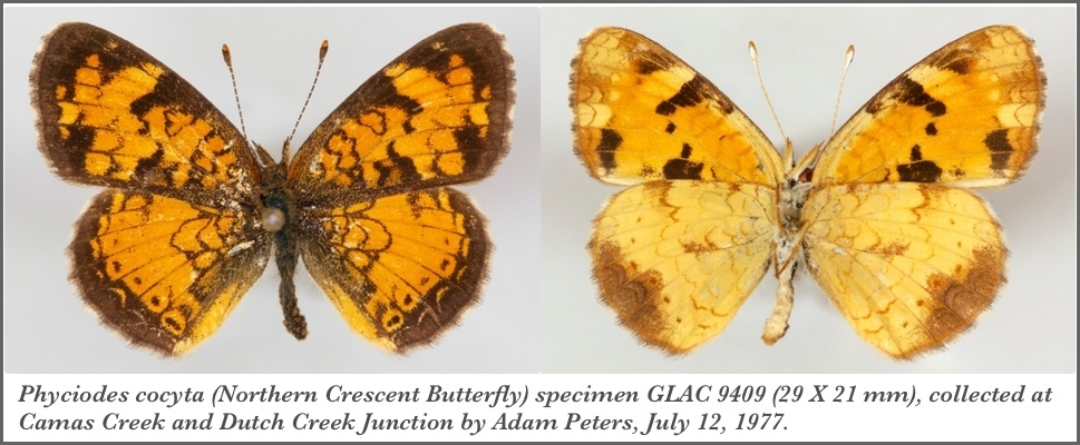 Northern Crescent (Glacier National Park Butterflies and Moths ...