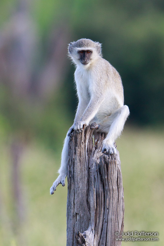 Vervet Monkey from Chobe, Botswana on March 24, 2015 at 05:10 PM by ...
