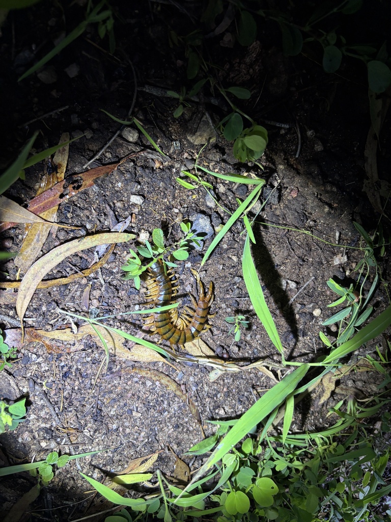 Australasian Giant Centipede from Townsville Field Training Area ...