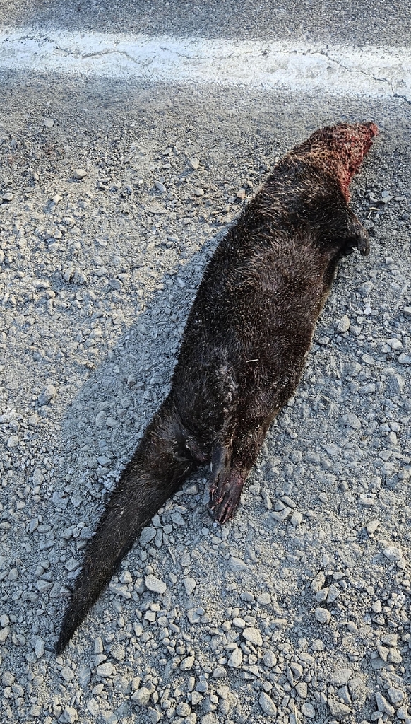 North American River Otter in February 2026 by Tony Gerard. Road killed ...