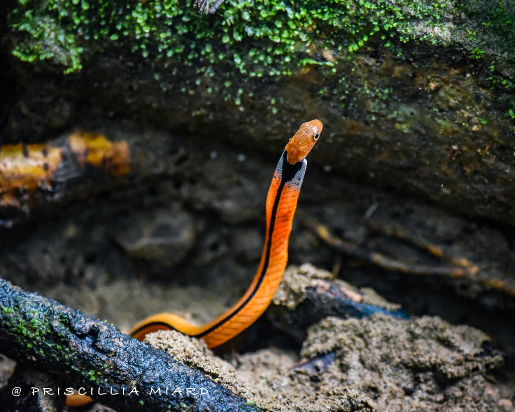 Blue-necked Keelback from Kedah, Malaysia on December 19, 2018 by Priscillia Miard · iNaturalist