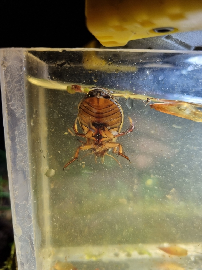 Dytiscus marginalis marginalis from Hirsingue, France on April 26, 2023 ...