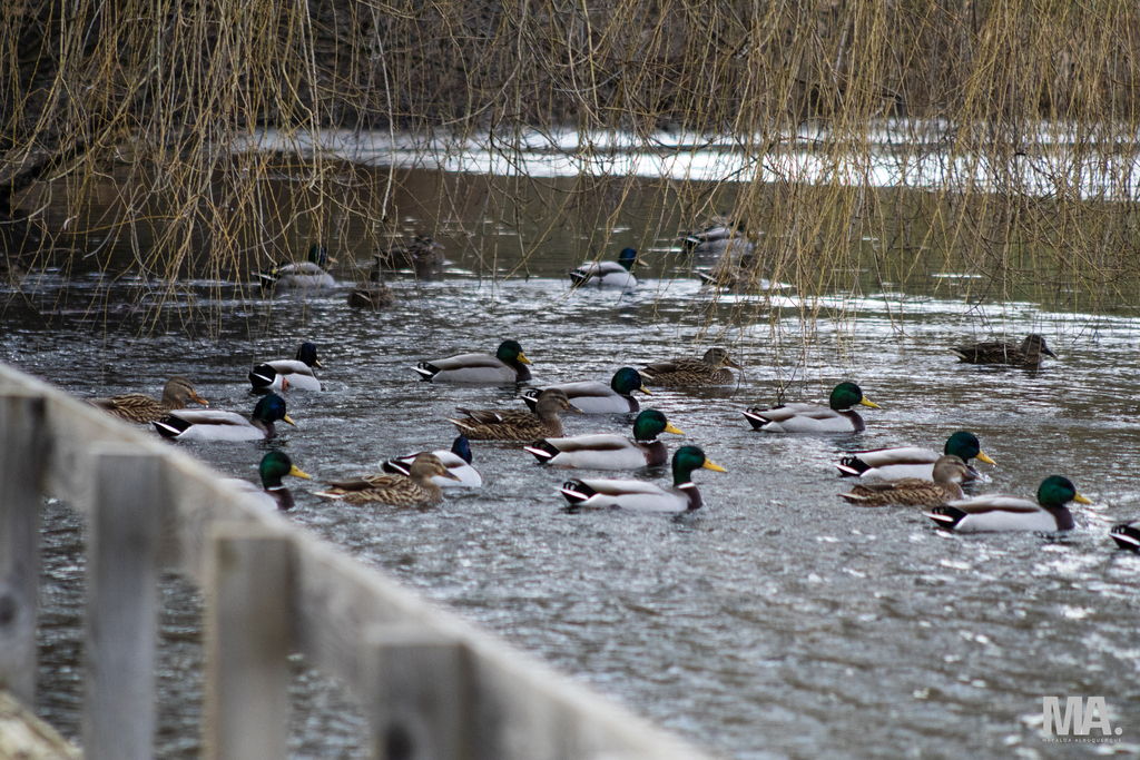 Mallard from 69550 Cublize, France on January 9, 2026 at 12:56 PM by ...
