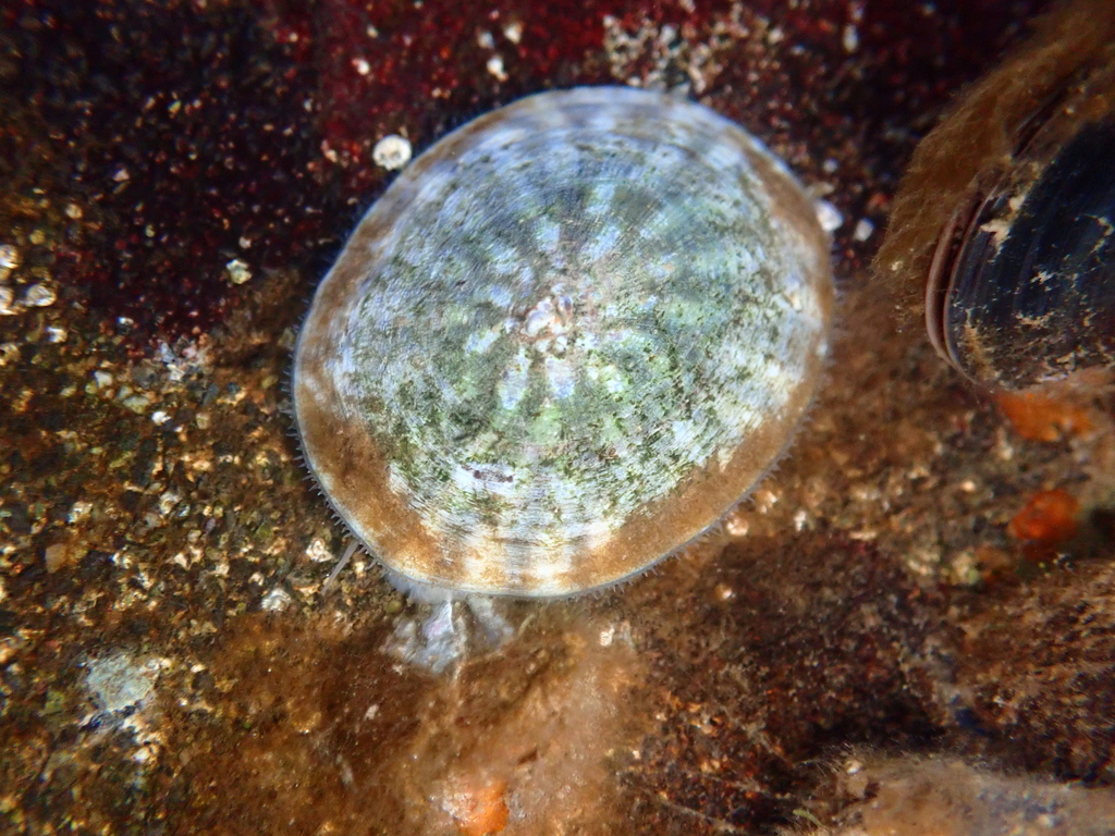 Plate Limpet from 2601 W Marina Pl, Seattle, WA 98199, USA on February ...