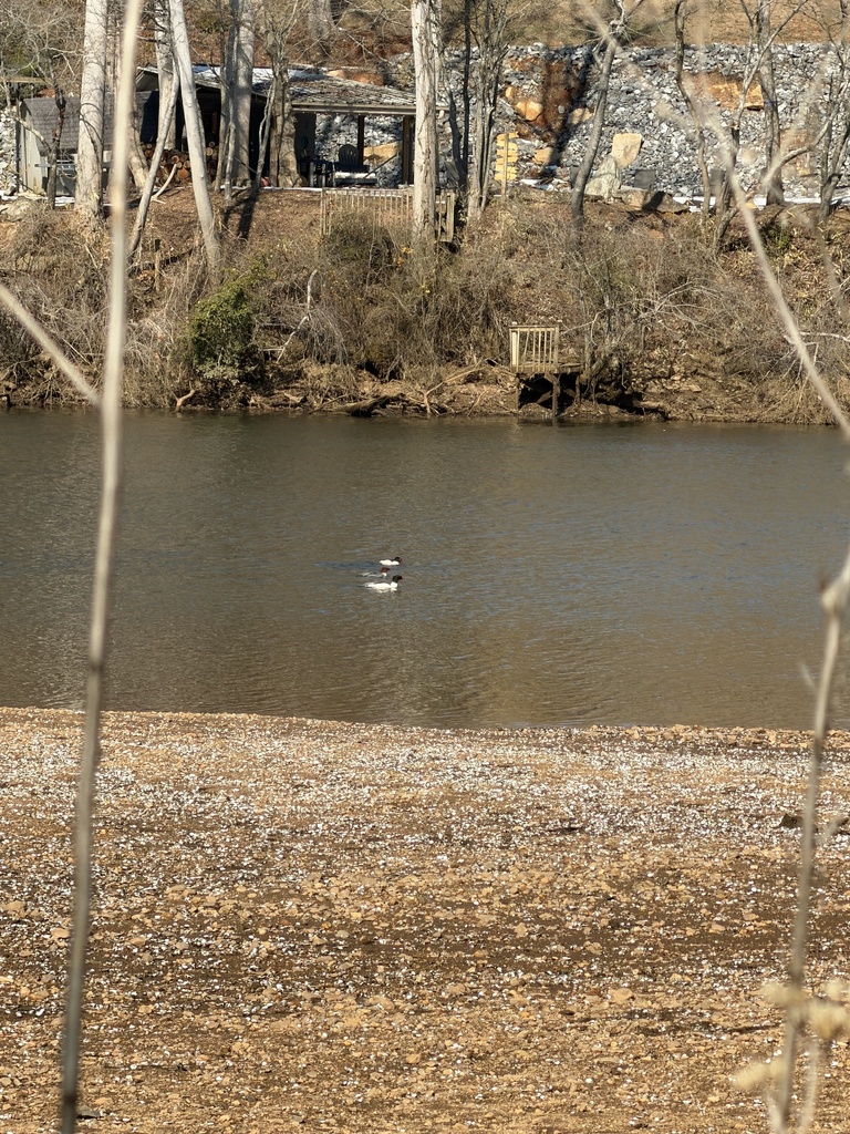 Common Merganser from NC-16, Conover, NC, US on February 6, 2026 at 01: ...