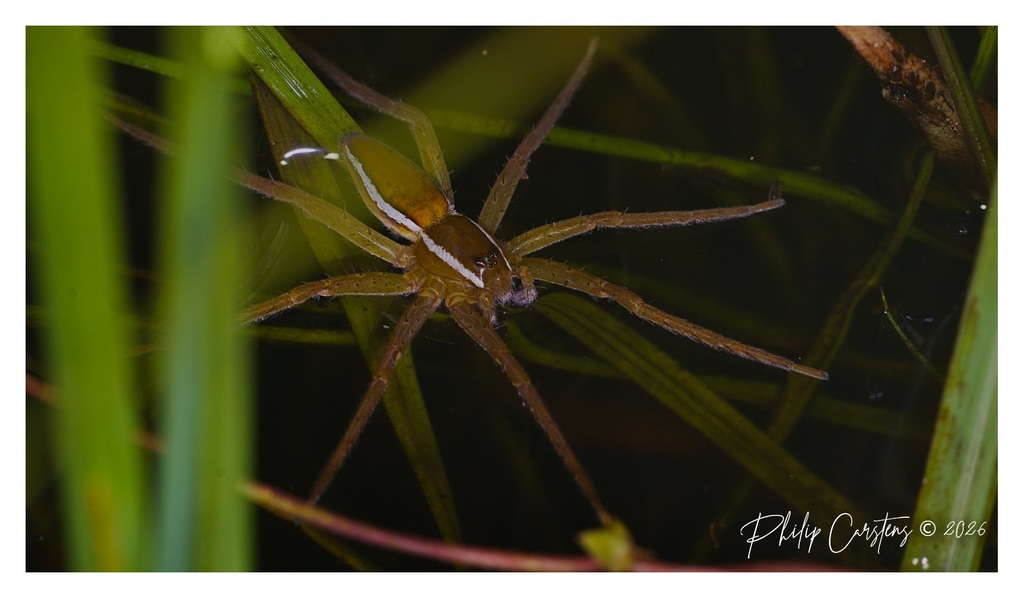 Massaja Nilus Fish-Eating Spider from eNkovukeni, South Africa on ...