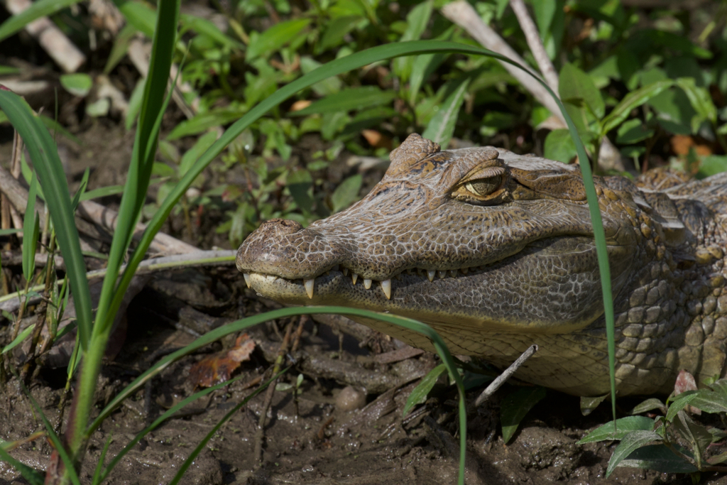 Spectacled Caiman from Miami-Dade, Florida, United States on February ...