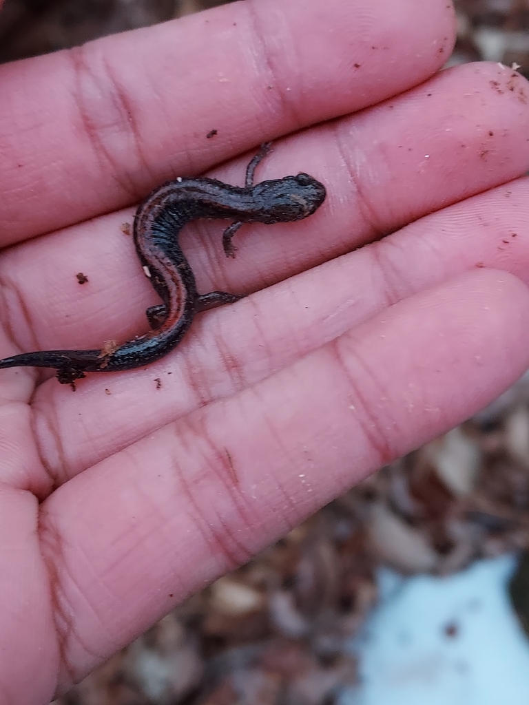 Eastern Red-backed Salamander in February 2026 by Christopher ...