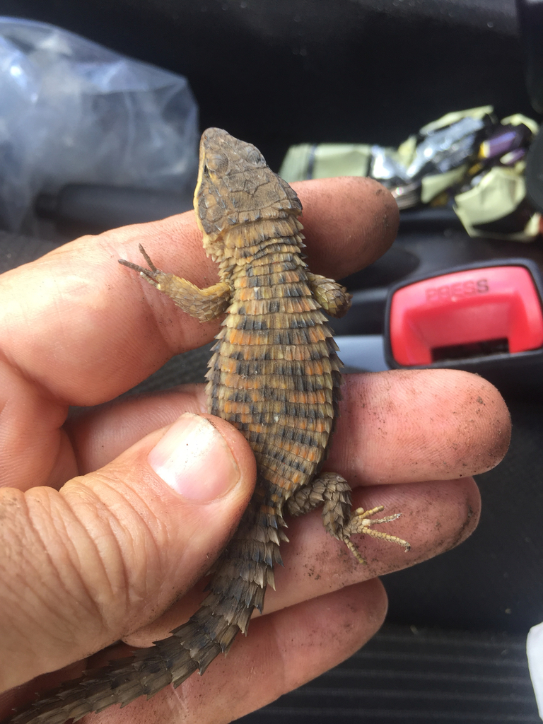 Common Girdled Lizard in January 2017 by Toby Hibbitts · iNaturalist ...