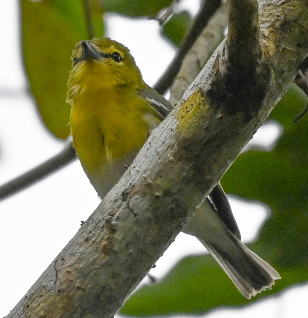 Yellow-throated Vireo from Miami-Dade County, FL, USA on February 5 ...