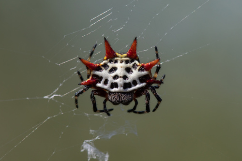 Observations by mamapachita · iNaturalist