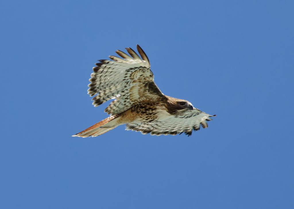 Red-tailed Hawk from D M A D Reservoir, Utah 84624, USA on February 5 ...