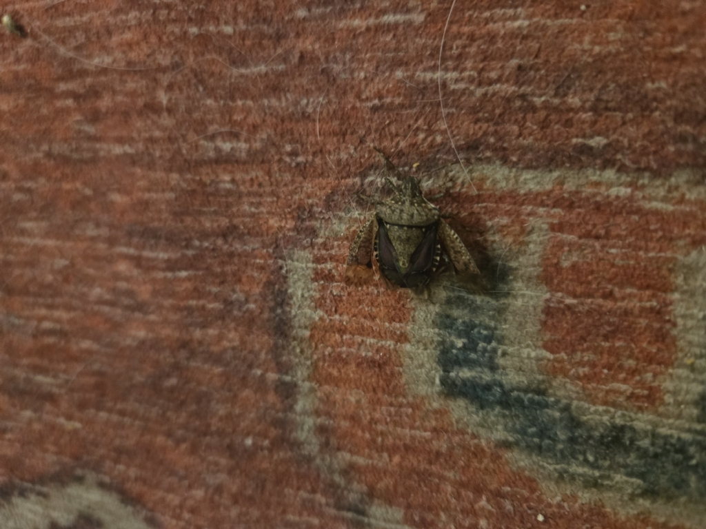Brown Marmorated Stink Bug from Greenville, MI 48838, USA on February ...
