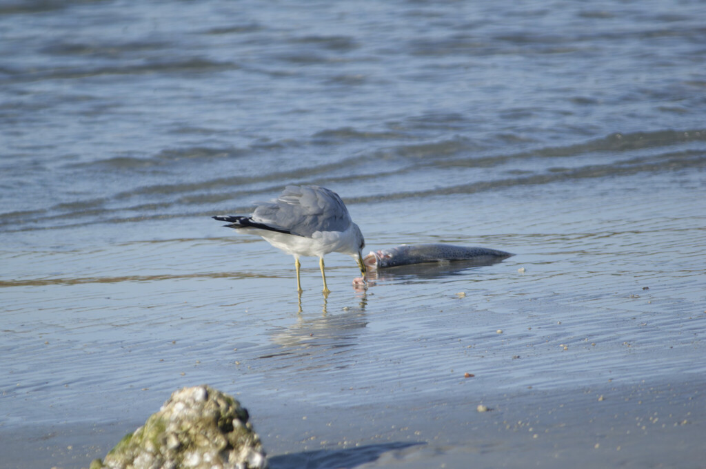 Ring-billed Gull from Brevard County, FL, USA on February 7, 2026 at 08 ...