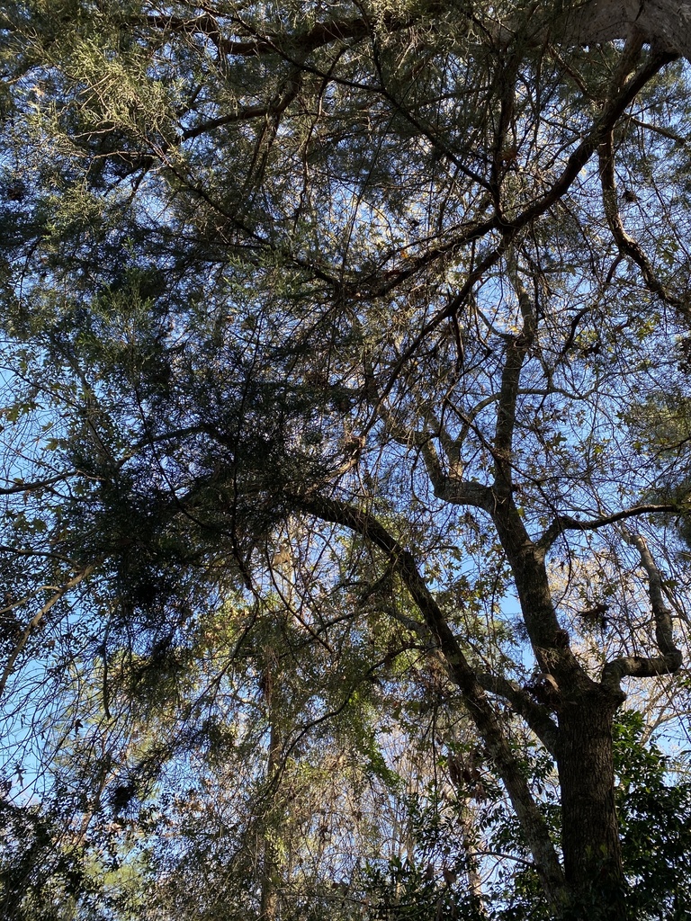 Cypresses, Cedars, Junipers, and Allies from Houston Arboretum & Nature ...