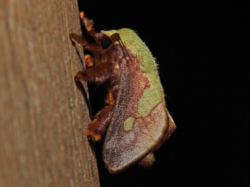 Latoia viridifascia · iNaturalist