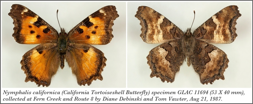 California Tortoiseshell (Glacier National Park Butterflies and Moths ...