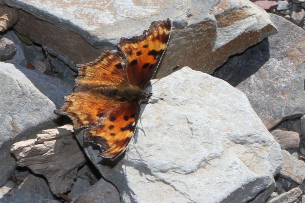 California Tortoiseshell (Glacier National Park Butterflies and Moths ...