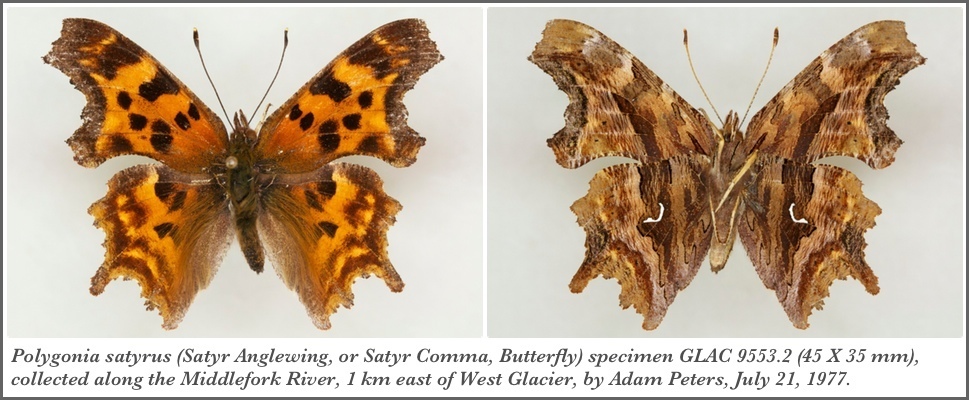 Satyr Anglewing (Satyr Comma, Golden Anglewing) (Glacier National Park ...