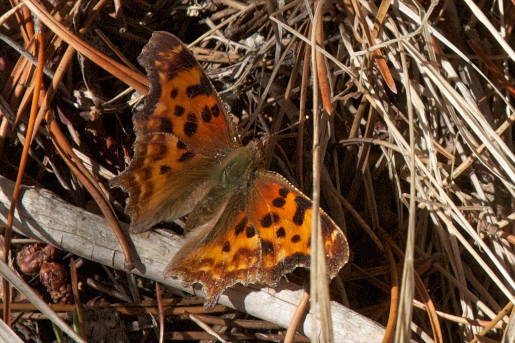 Satyr Anglewing (Satyr Comma, Golden Anglewing) (Glacier National Park ...