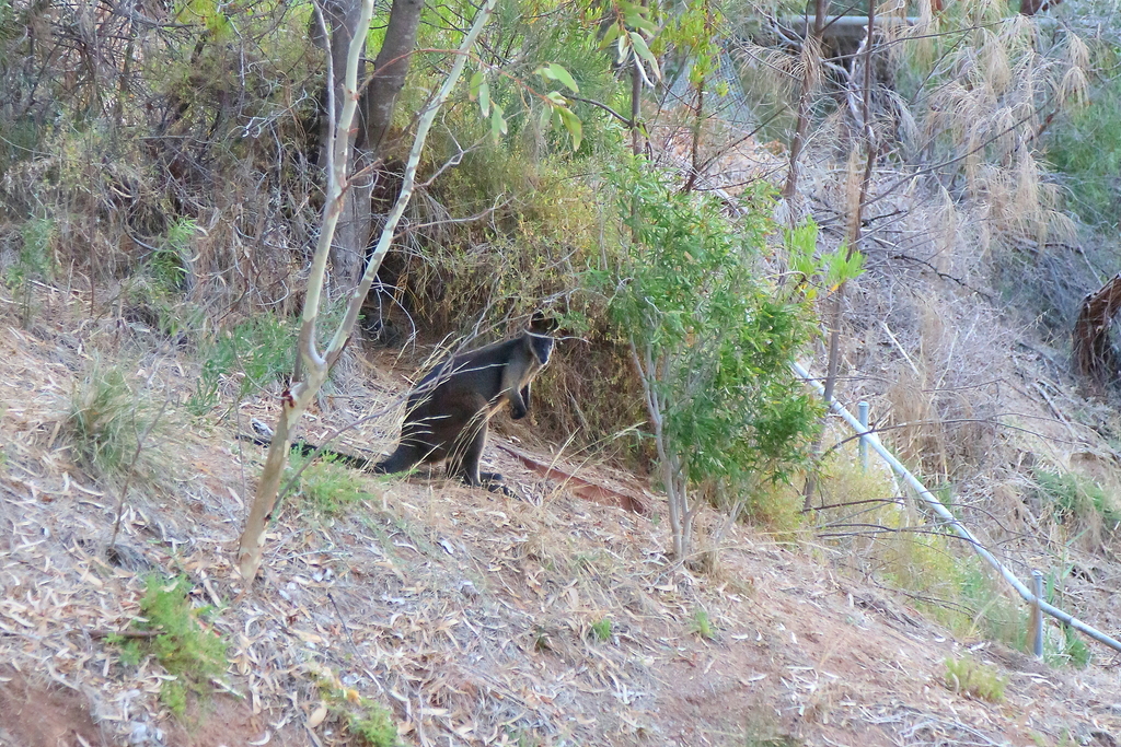 Swamp Wallaby from Barton Gully, Adelaide SA, Australia on February 12 ...