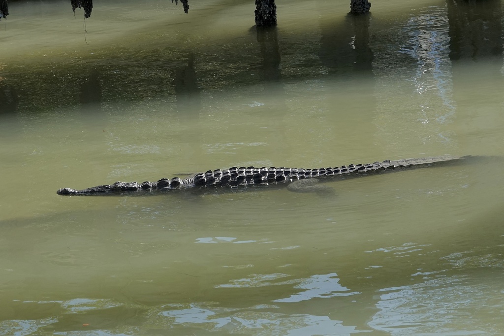 American Crocodile in February 2026 by Russ Jones · iNaturalist