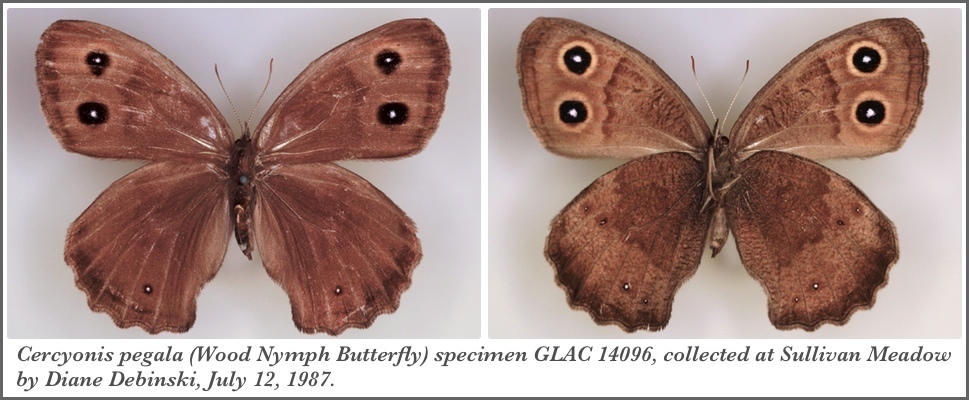 Wood Nymph (Glacier National Park Butterflies and Moths) · iNaturalist