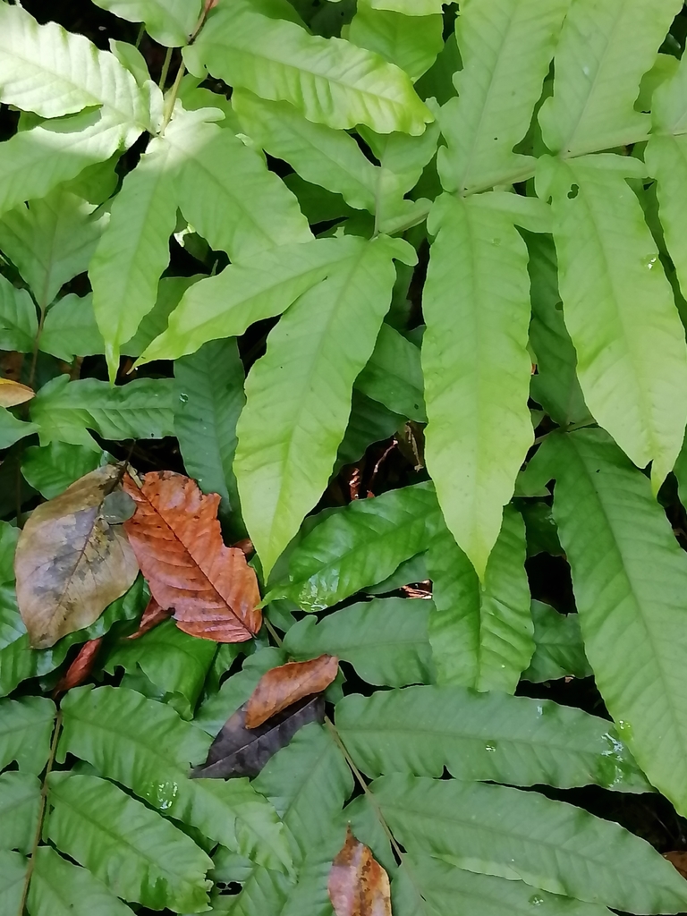 incised halberd fern from Sabana de la Mar on February 8, 2020 at 11:28 ...