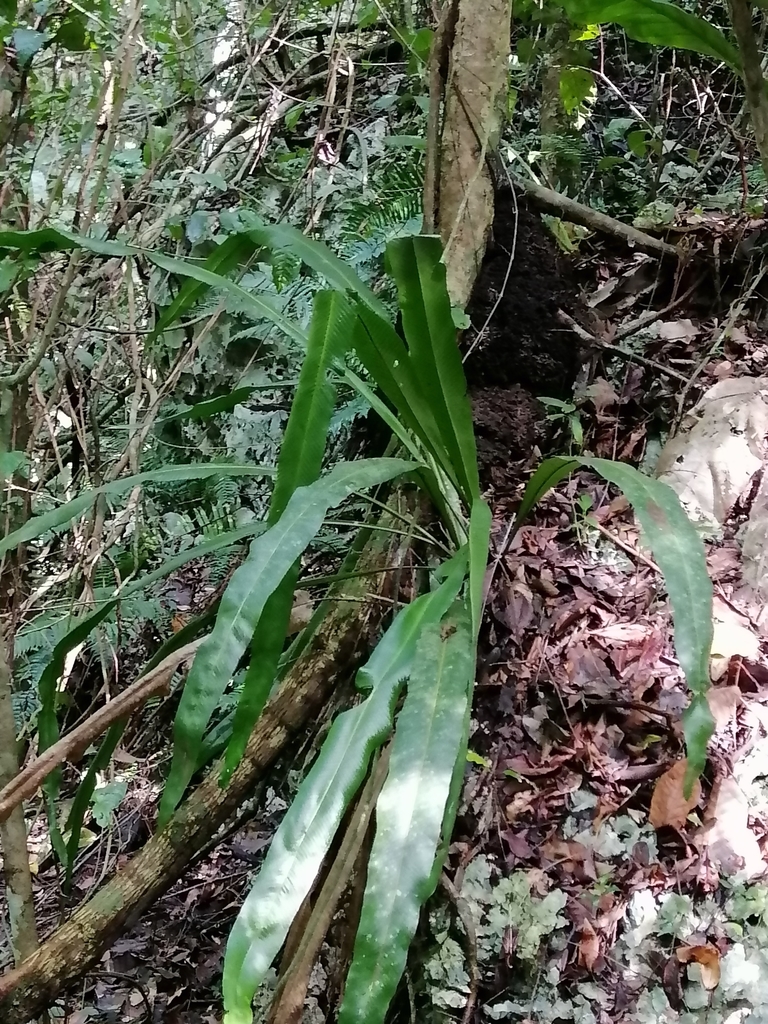Long strapfern from Sabana de la Mar on February 8, 2020 at 11:26 AM by ...