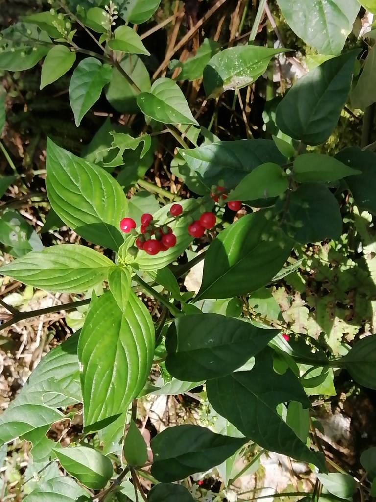 pigeonberry from Sabana de la Mar on February 8, 2020 at 10:41 AM by ...