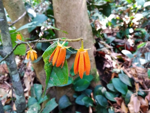 Polyalthia microtus · iNaturalist