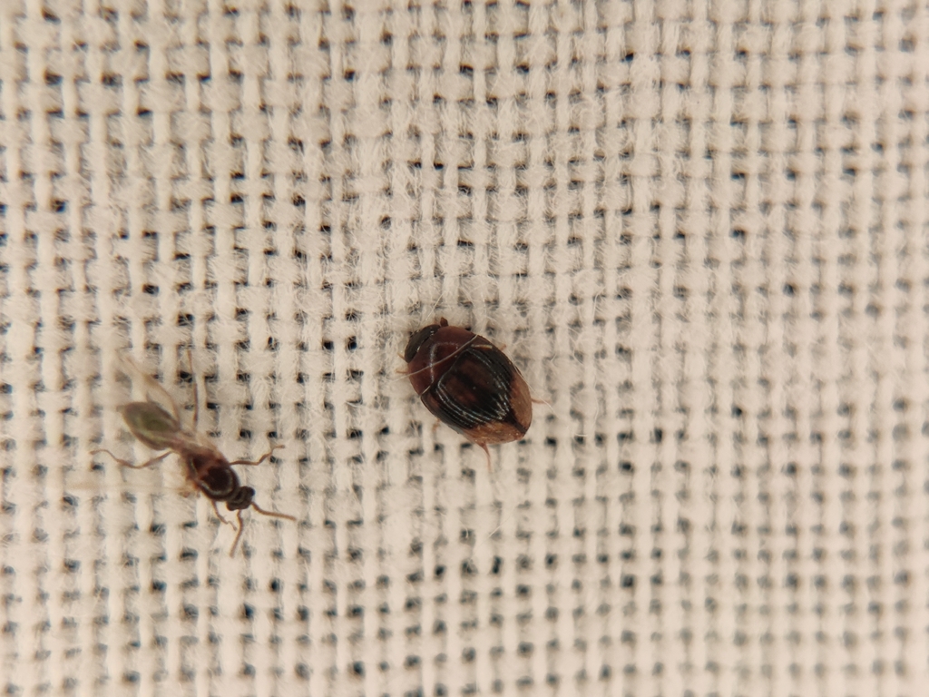 Sphaeridiinae from Lot 517, Kampung Mungkal, Kota, Rembau, 71350, Kota ...
