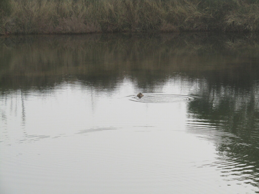 Little Grebe from Province of Ravenna, Italy on February 8, 2026 at 12: ...