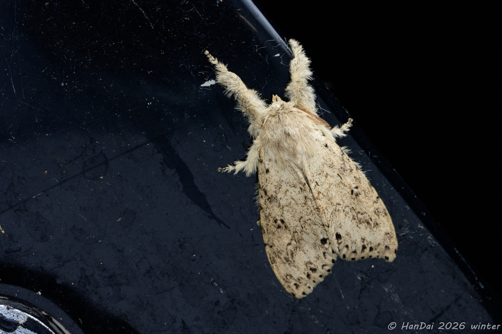 Calliteara angulata from 临安区, 杭州市, 浙江省, CN on February 07, 2026 at 05: ...