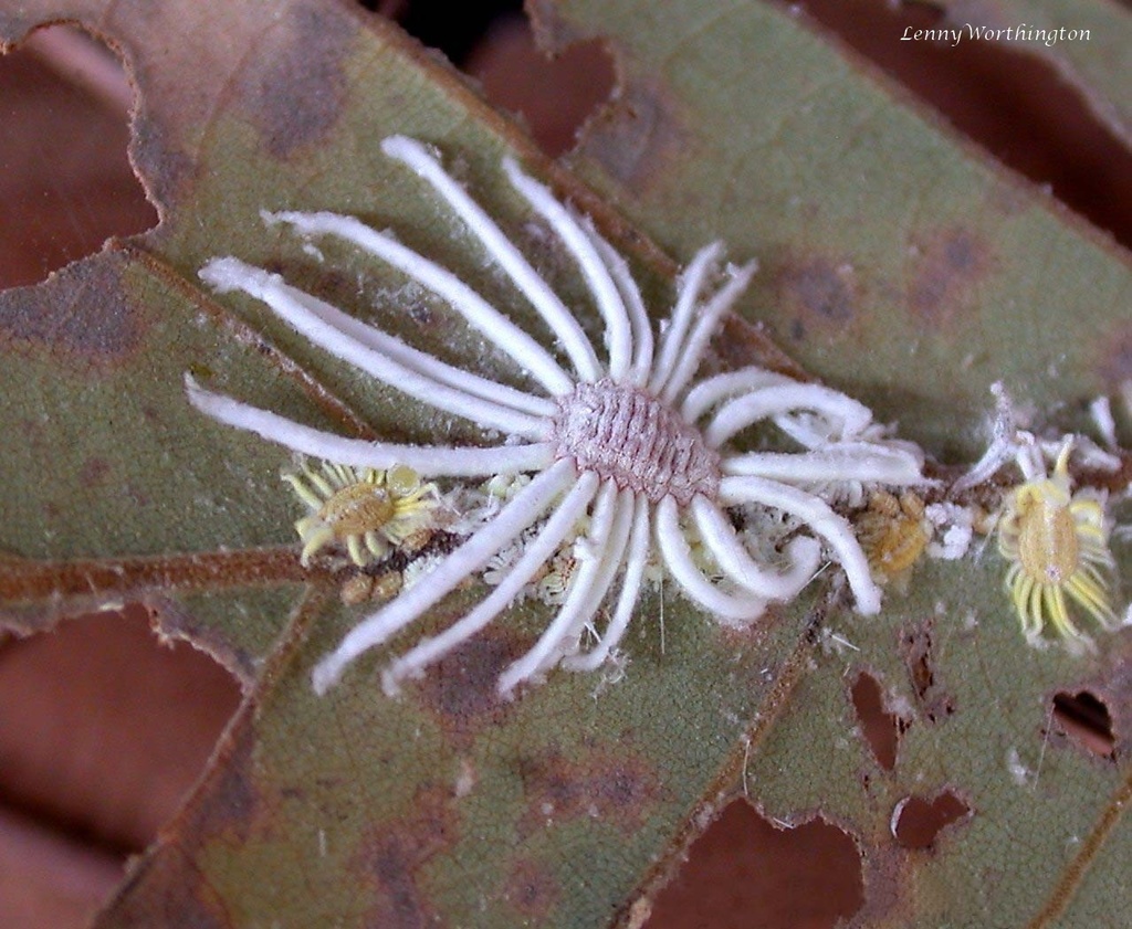 Jacobson's Giant Scale Insect from Phu Laen Kha N.P. Chaiyaphum ...
