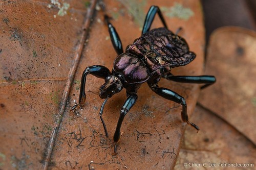 Genus Maraenaspis · iNaturalist