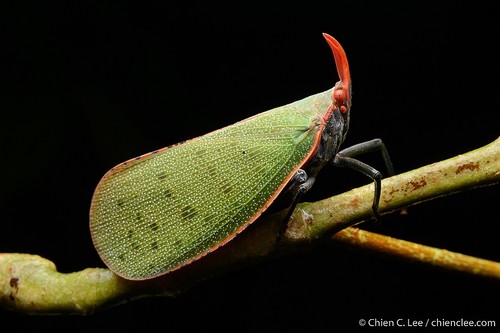 Genus Egregia · iNaturalist