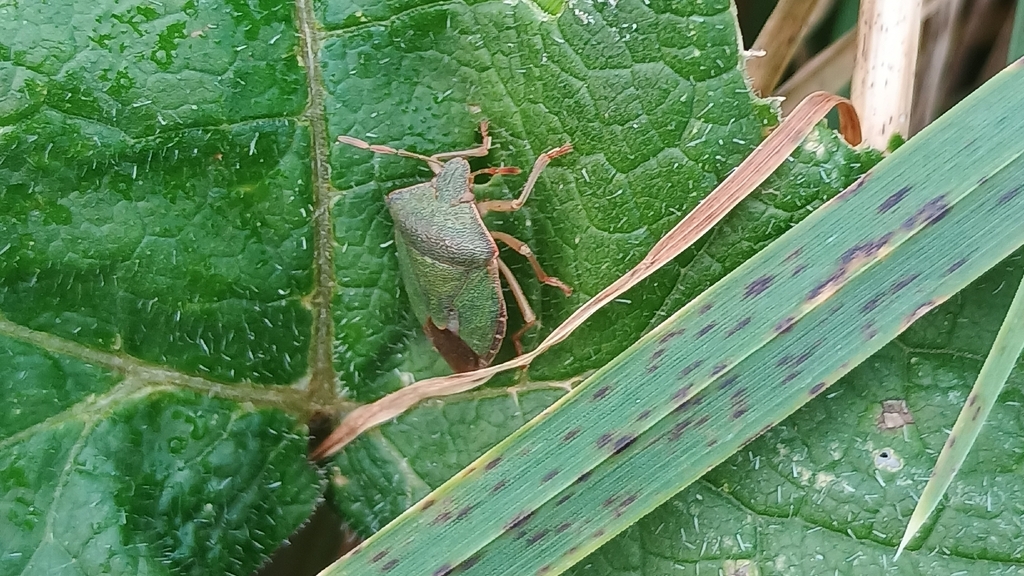 Green Shield Bug from Yeoman Way, Newquay TR7 3BW, UK on February 8 ...