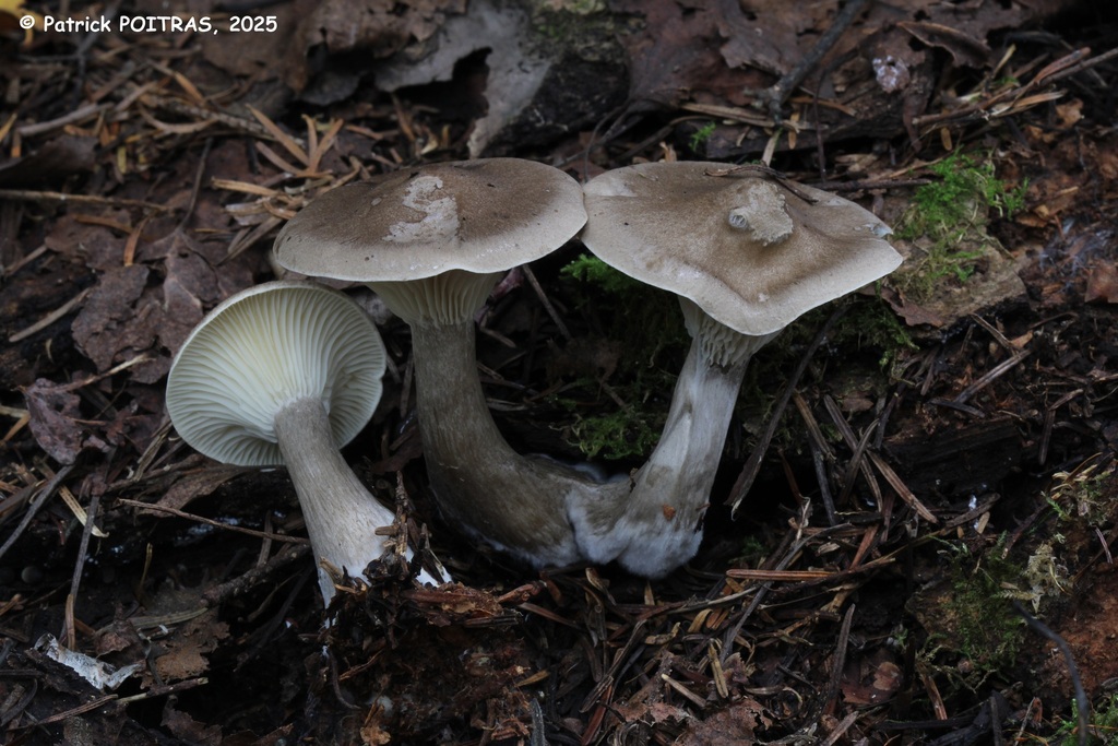 Club Foot from Amos, QC, Canada on September 14, 2025 at 02:05 PM by ...