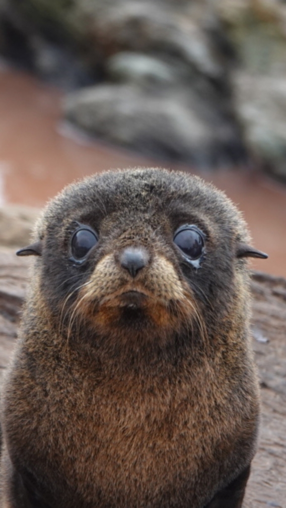 New Zealand Fur Seal from Waitangi, NZ-CI, NZ on February 14, 2020 at ...