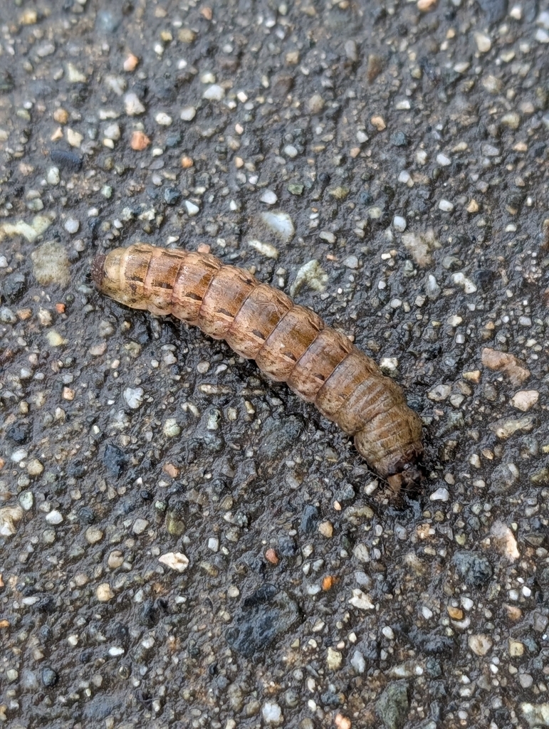 Large Yellow Underwing from WB W 16 Ave @ Oak St, Vancouver, BC V6H 2L1 ...