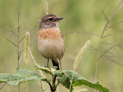 Subspecies Saxicola torquatus axillaris · iNaturalist
