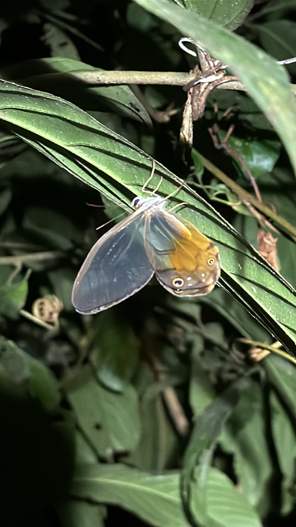 amber phantom from Orellana, Orellana, EC on February 8, 2026 at 09:07 ...