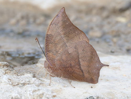 Mariposa Hojarasca Puntiaguda (Subespecie Fountainea eurypyle glanzi ...