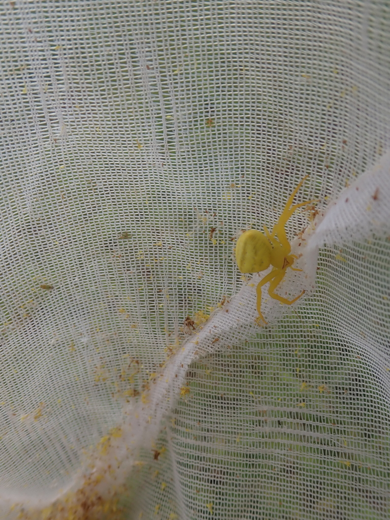 Flower Crab Spiders from Capricorn, Limpopo, South Africa on January 14 ...