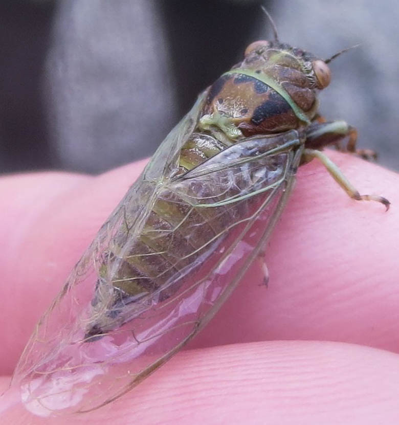 Small Prairie Cicada from Henry County, IL, USA on July 11, 2015 at 03: ...