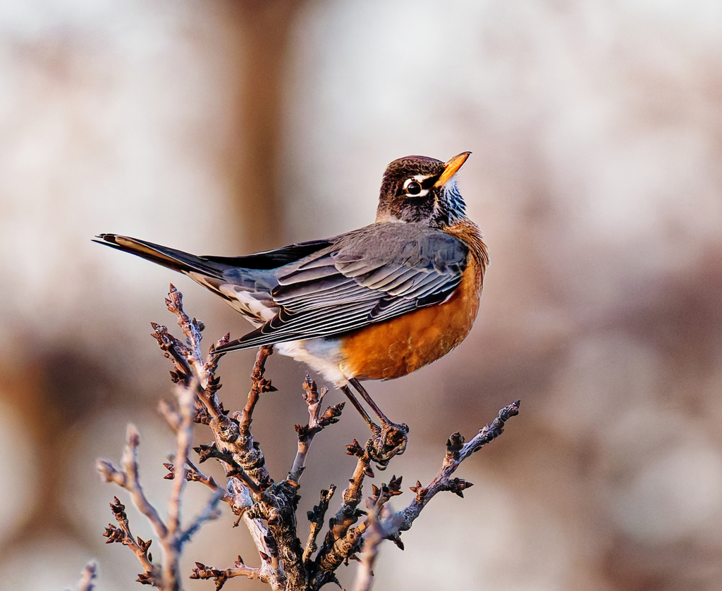 American Robin in February 2026 by Lane Nielson · iNaturalist