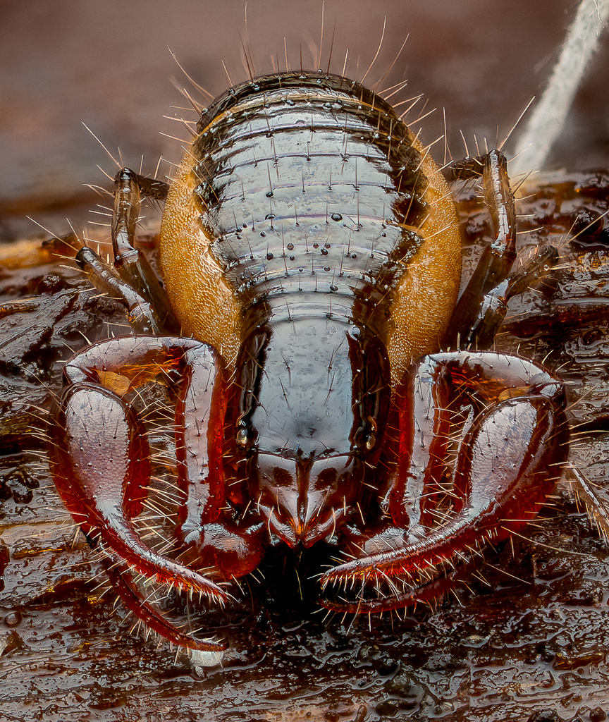 Neobisium in February 2026 by Markus Horrer · iNaturalist