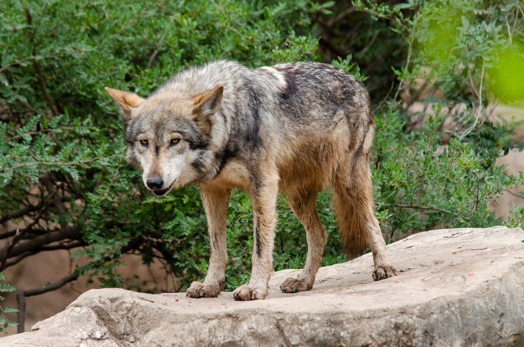 Mexican Wolf from Zoológico Tamatán on February 15, 2020 at 12:29 AM by ...